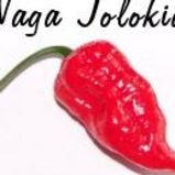 Naga Jolokia | Velvet Jobs