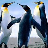 pavinder kaur | Velvet Jobs